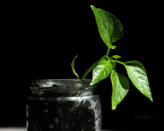 EC value for plants - what fertilizer levels